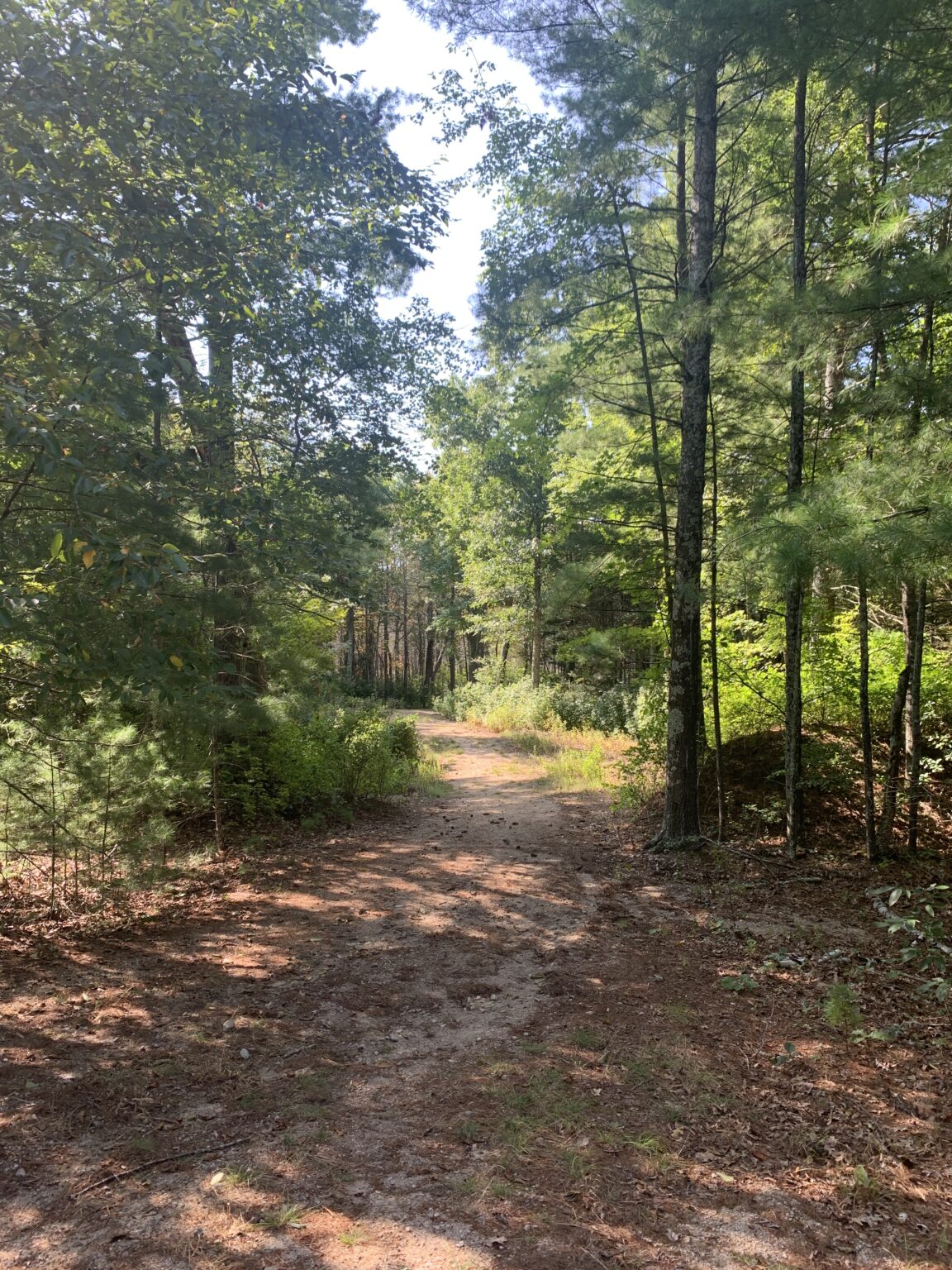 Forest Management – Rhode Island Land Trust Council